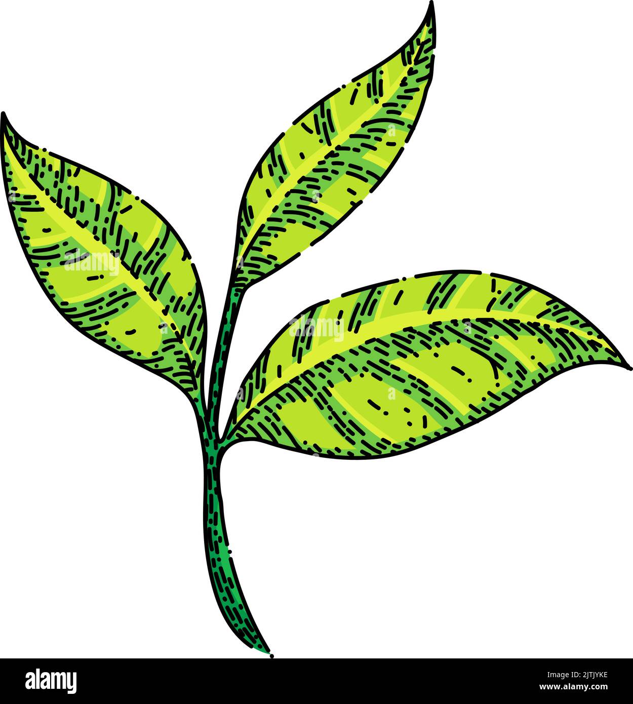 green tea leaf sketch hand drawn vector Stock Vector Image & Art - Alamy