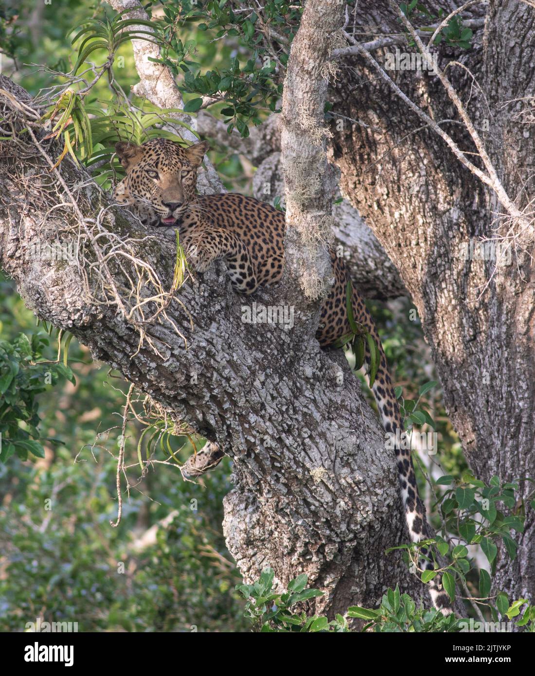 Leopard In The Tree Leopard On A Tree Leopard Resting Leopard