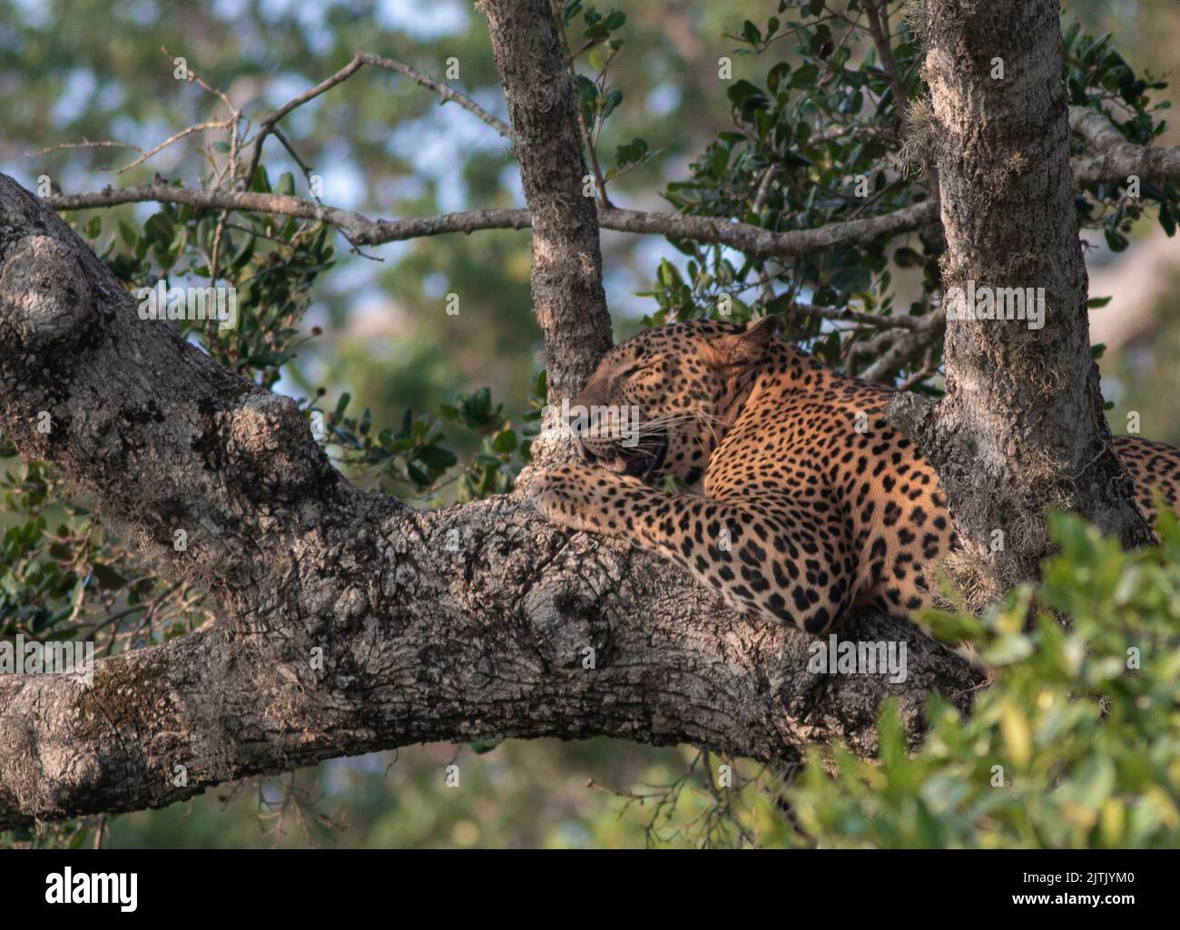leopard in the tree; Leopard on a tree; leopard resting; leopard ...