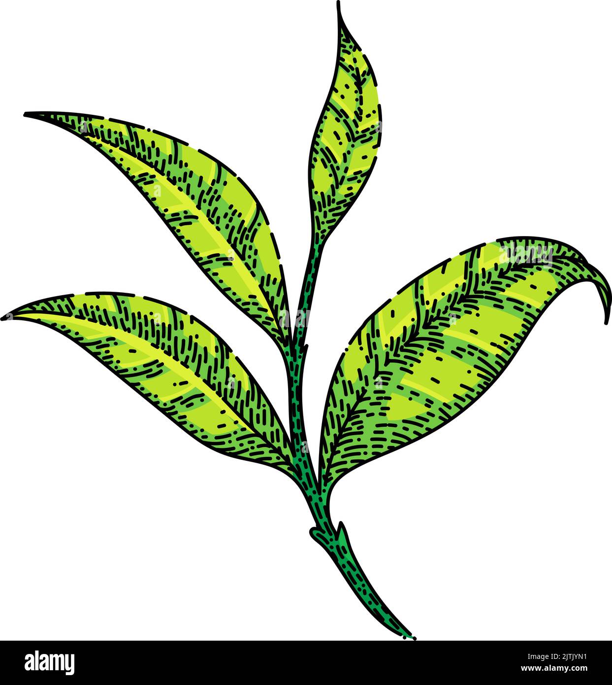 branch tea leaf sketch hand drawn vector Stock Vector Image & Art - Alamy