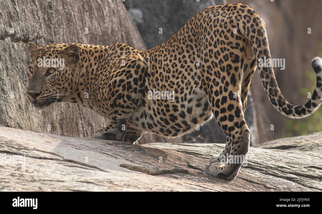 Sunlight spots hi-res stock photography and images - Alamy