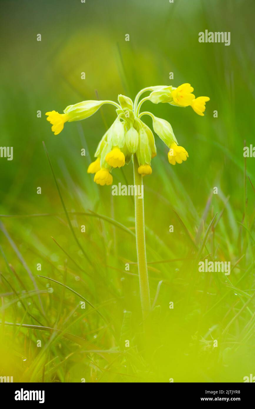 P veris hi-res stock photography and images - Alamy