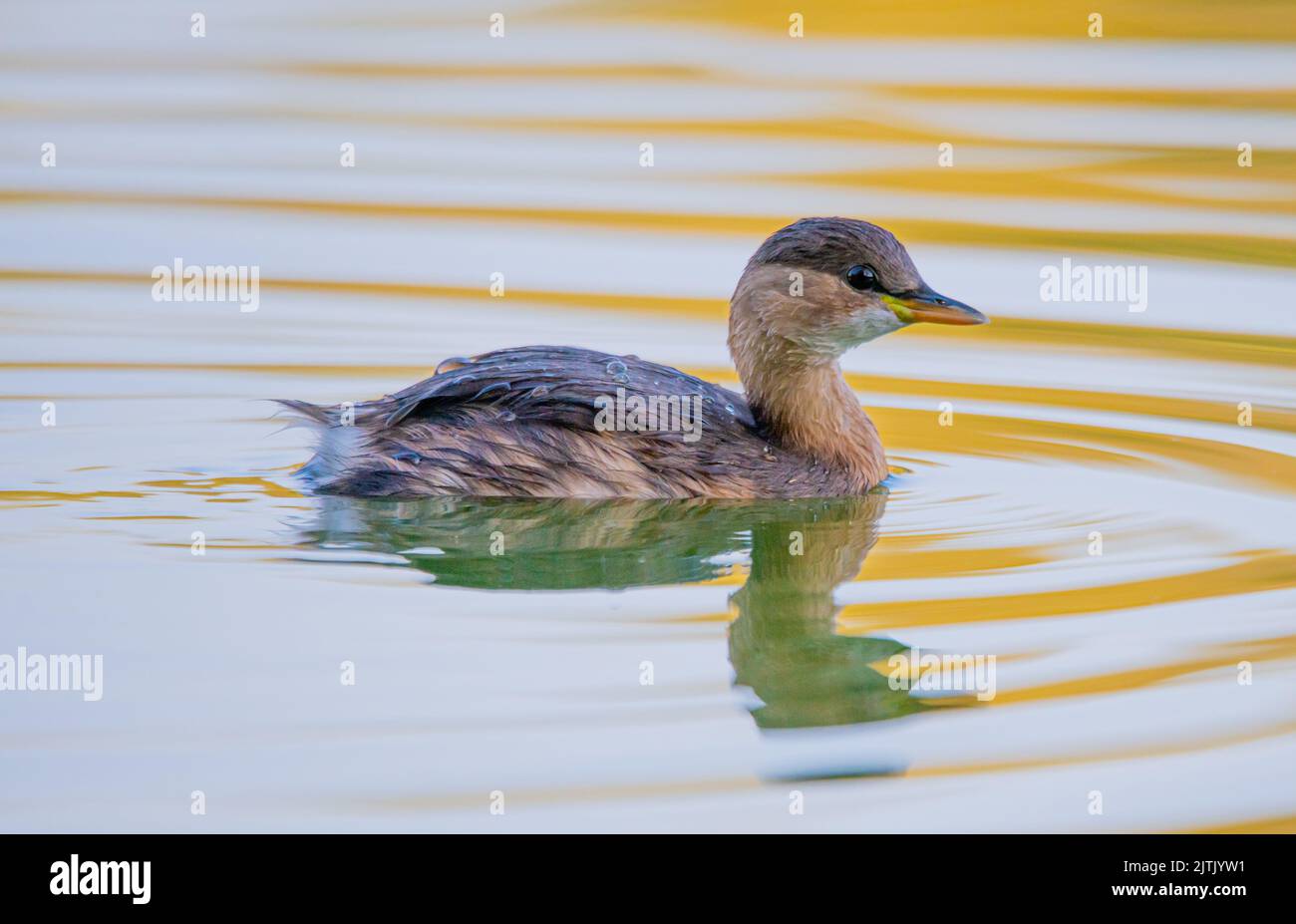 Feathers beautifully hi-res stock photography and images - Alamy