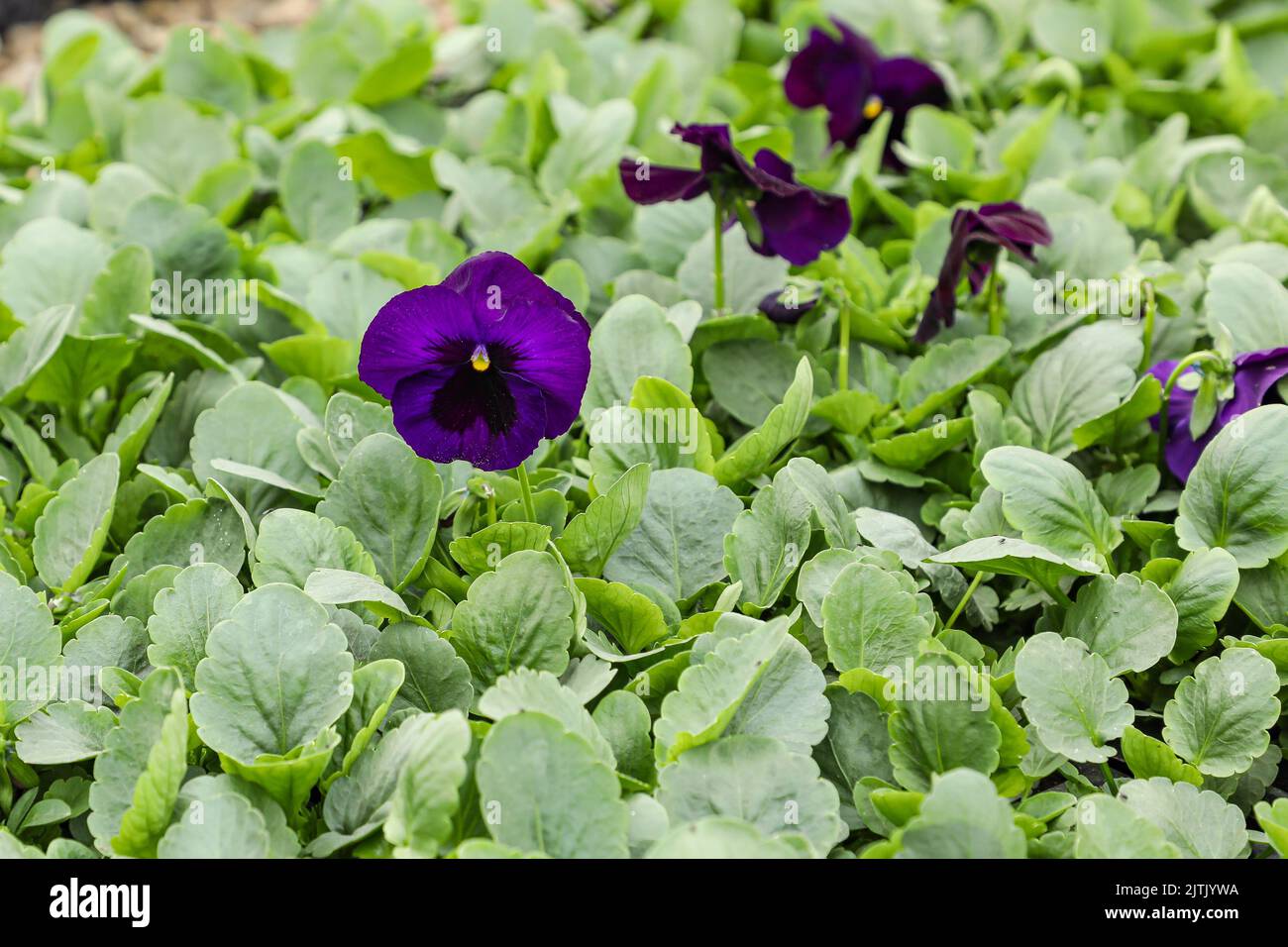 Viola tricolor, popularly known as pansy and trinity herb, in purple ...