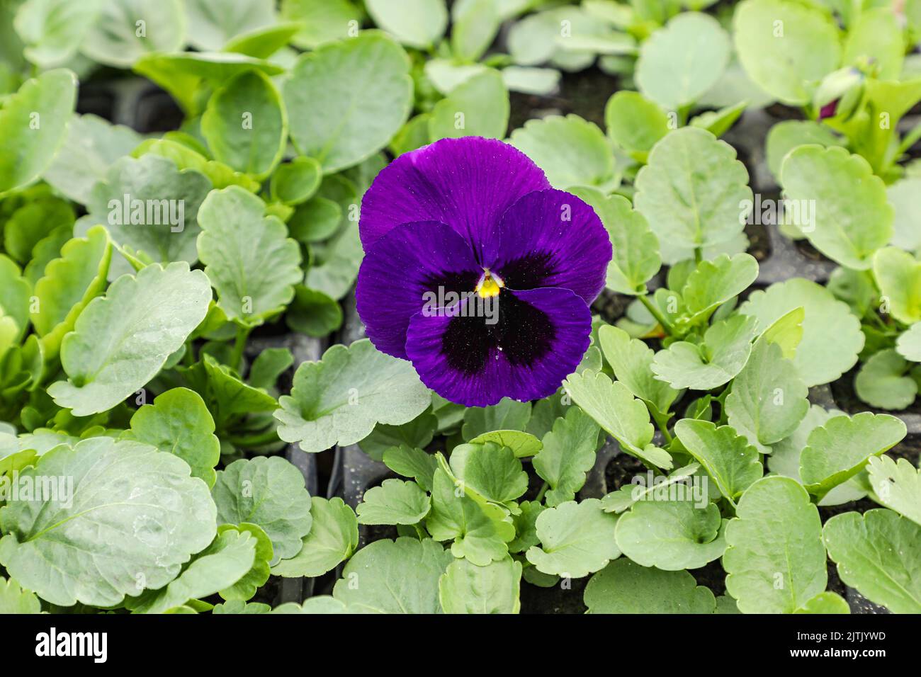 Viola tricolor, popularly known as pansy and trinity herb, in purple ...