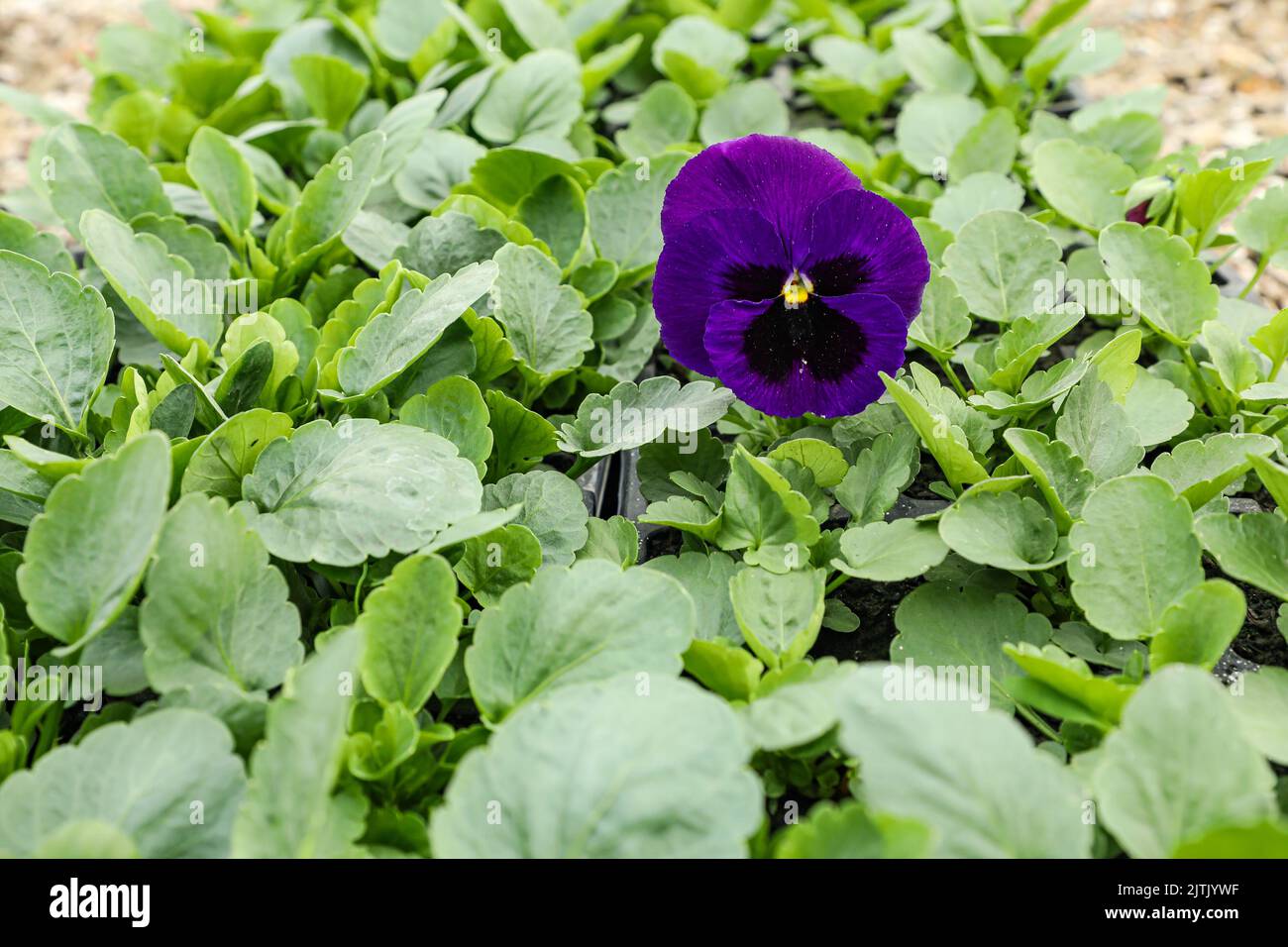 Viola tricolor, popularly known as pansy and trinity herb, in purple ...