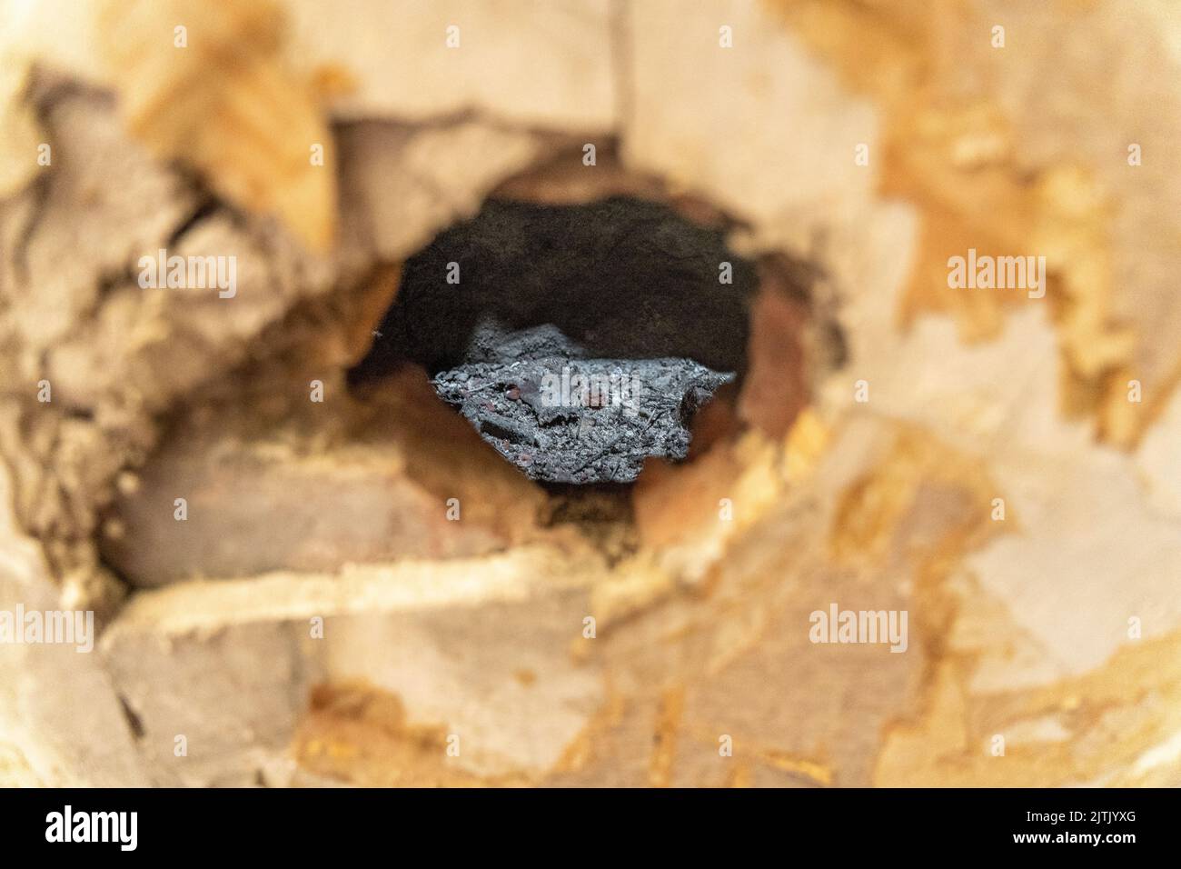 A macro shot of a Mata mata Reptile with blur rocky surface background ...