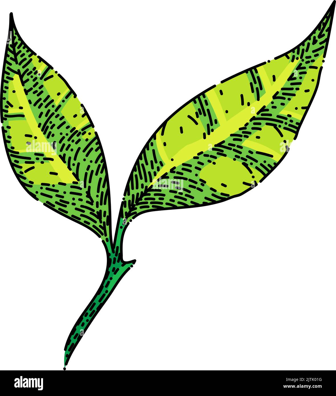 leaf tea sketch hand drawn vector Stock Vector Image & Art - Alamy