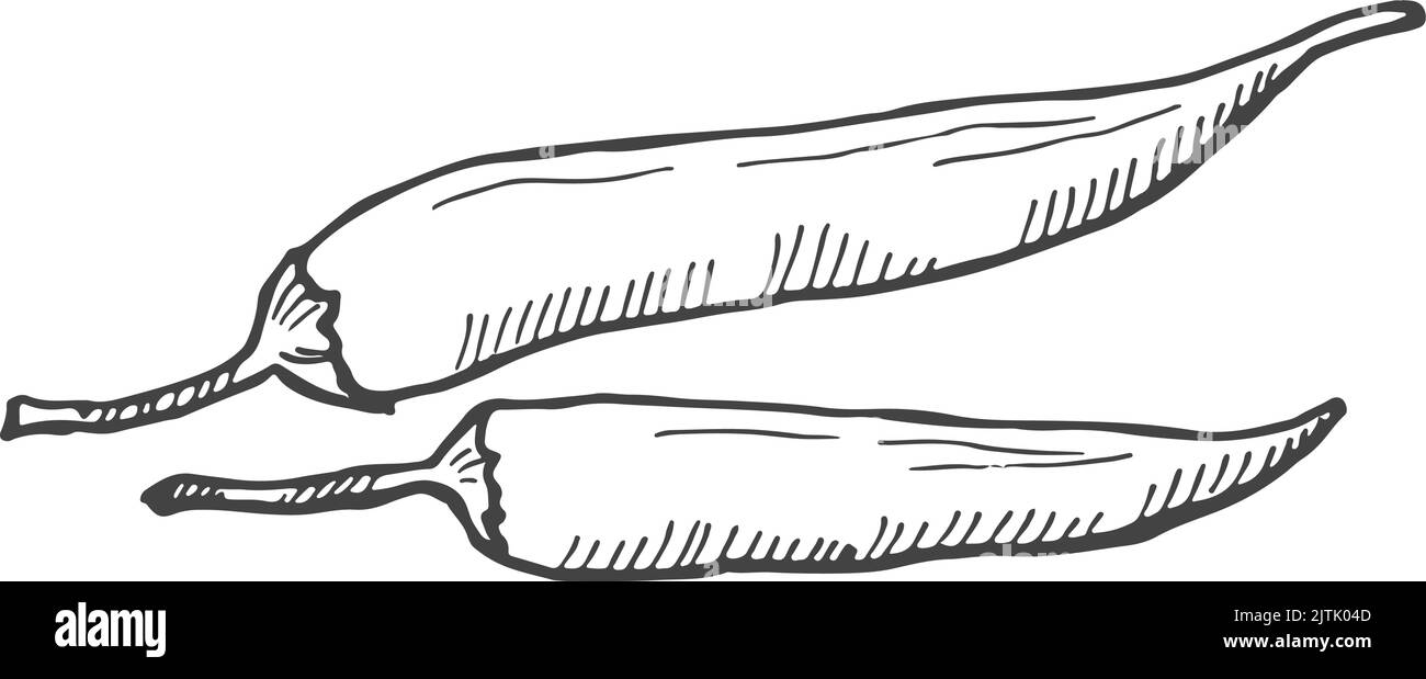 Hot peppers drawing. Chili sketch. Spicy food ingredient Stock Vector ...