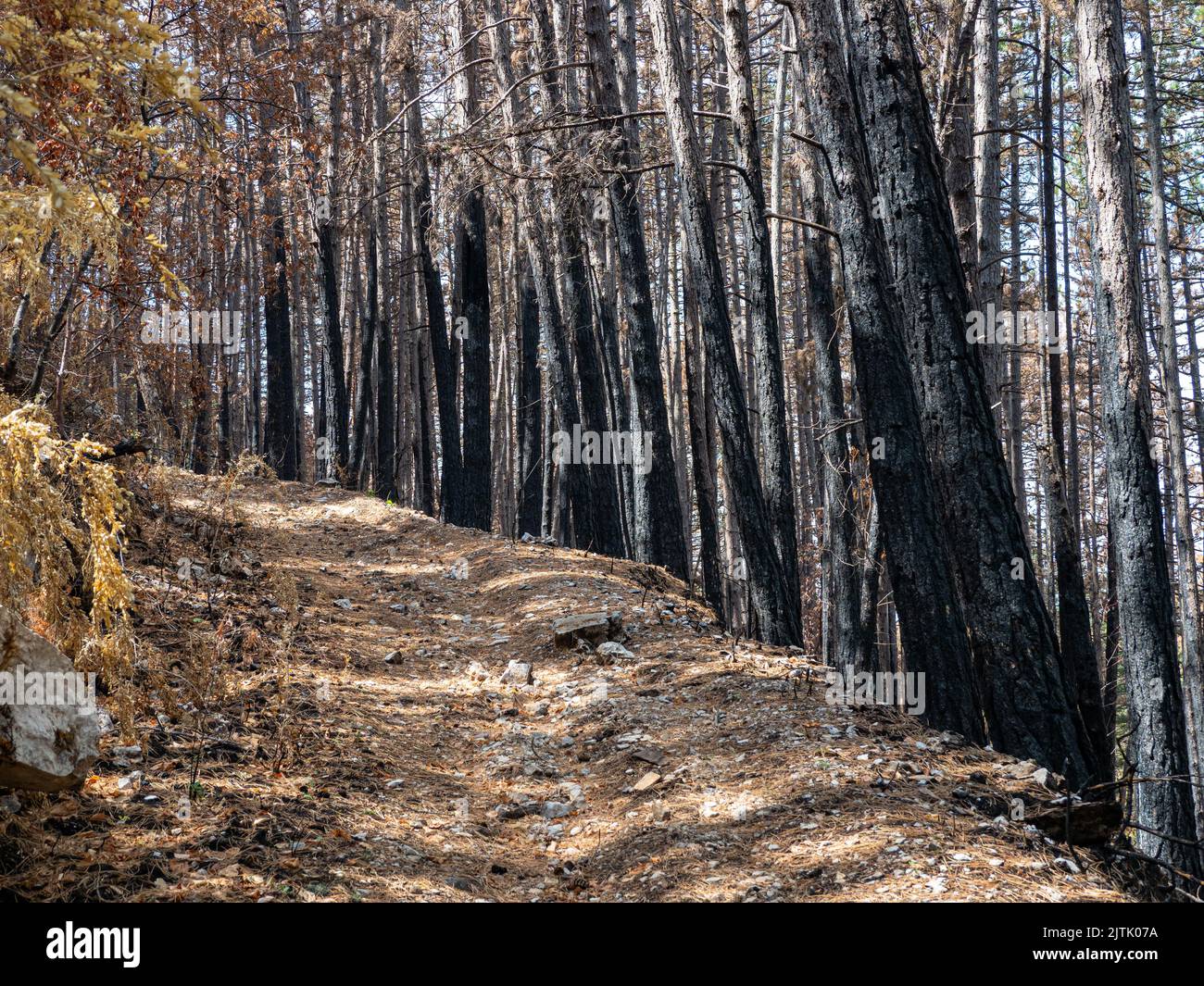 Fire pathway hi-res stock photography and images - Alamy