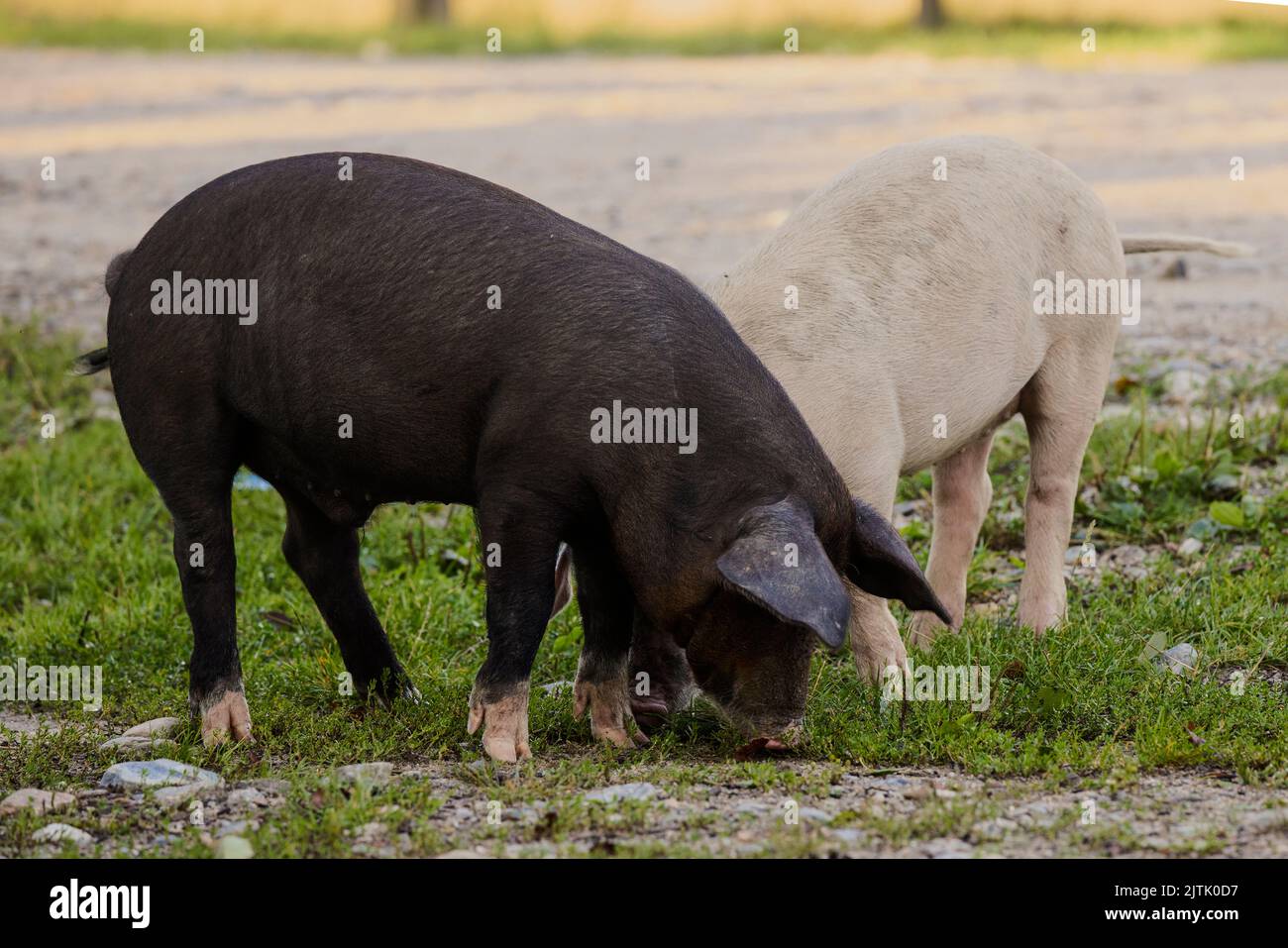 two pigs in freedom looking for food Stock Photo - Alamy
