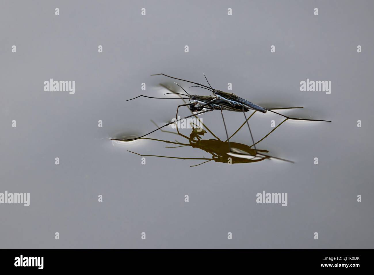 Reproduction of mosquitoes hi-res stock photography and images - Alamy