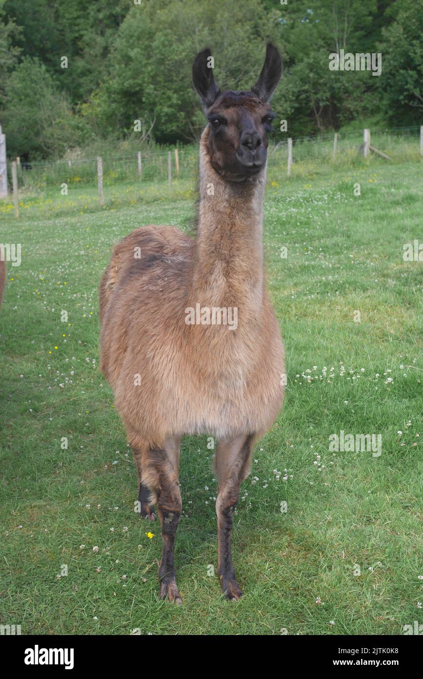 Golden valley llamas hi-res stock photography and images - Alamy