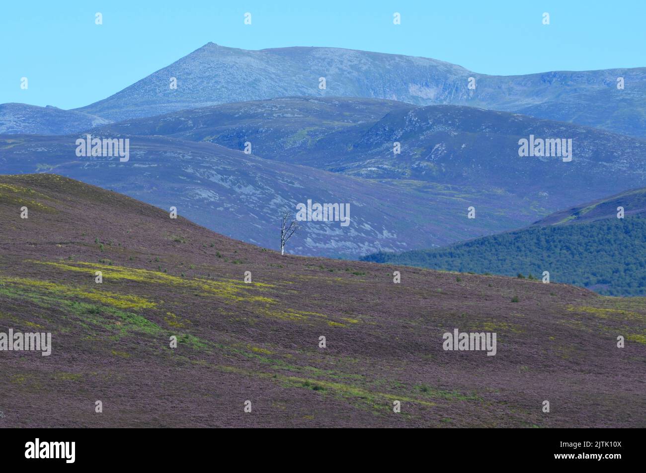 Semi natural caledonian pine forest hi-res stock photography and images ...
