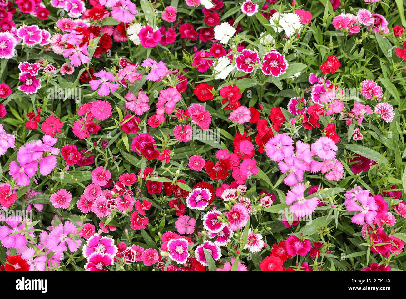 Flowers of the Cravina type, known as clove chinensis, perennial ...