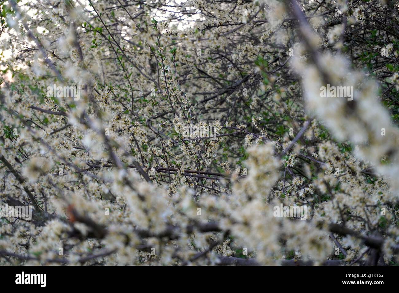 Some of German White roses Stock Photo - Alamy