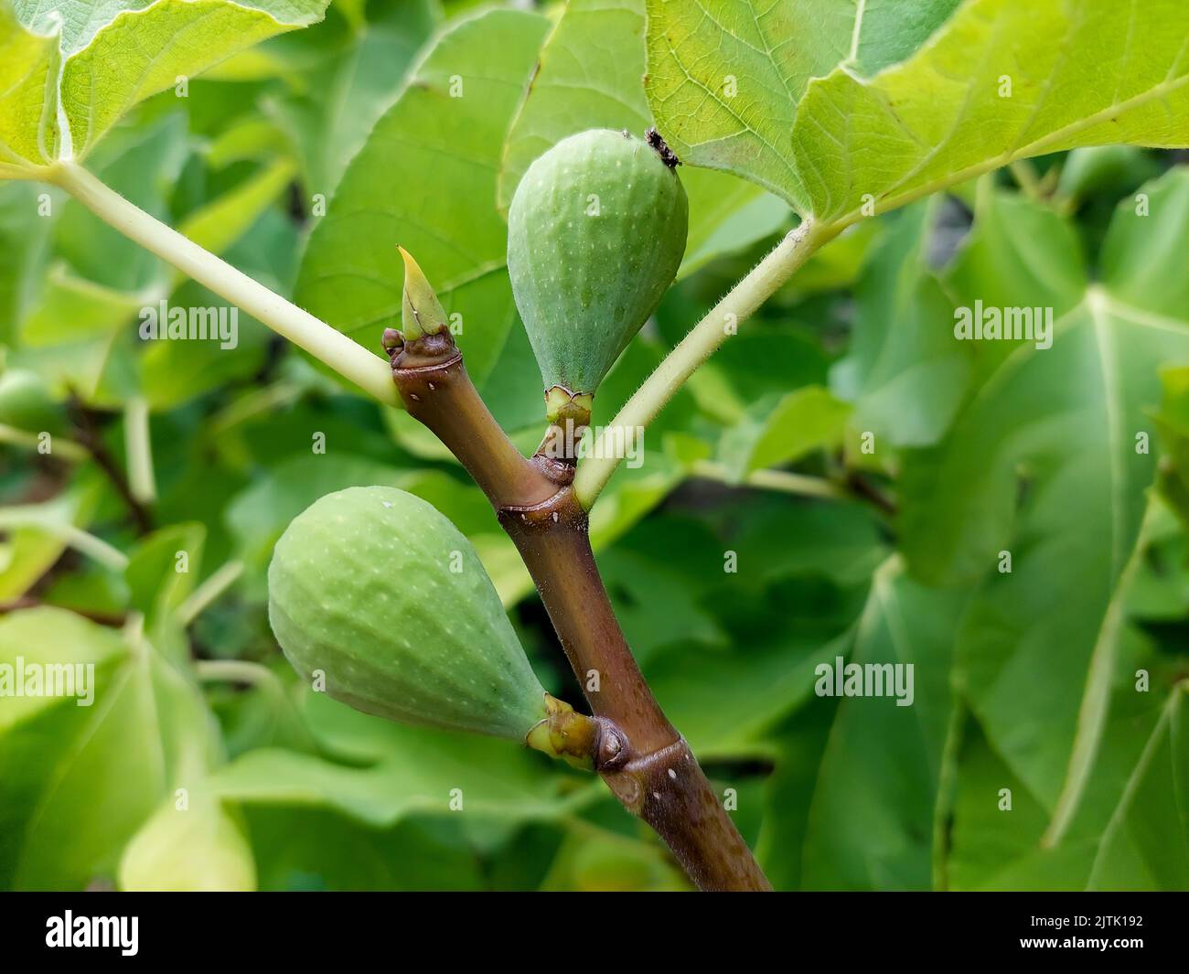 Branches of fig tree Ficus carica with green leaves and fruit Stock Photo - Alamy