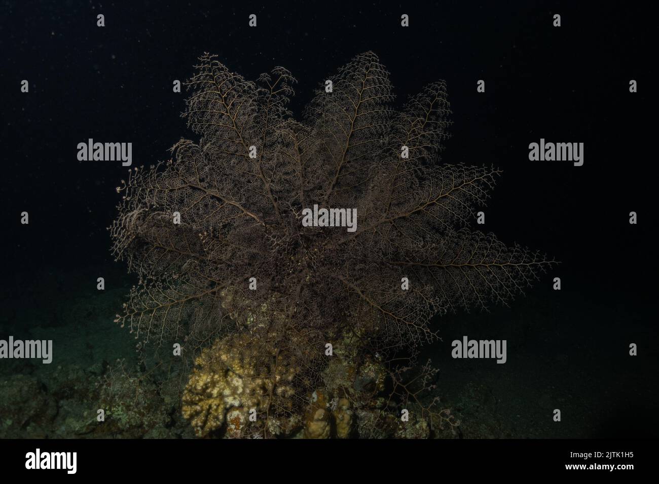 Coral reef and water plants in the Red Sea, Eilat Israel Stock Photo ...