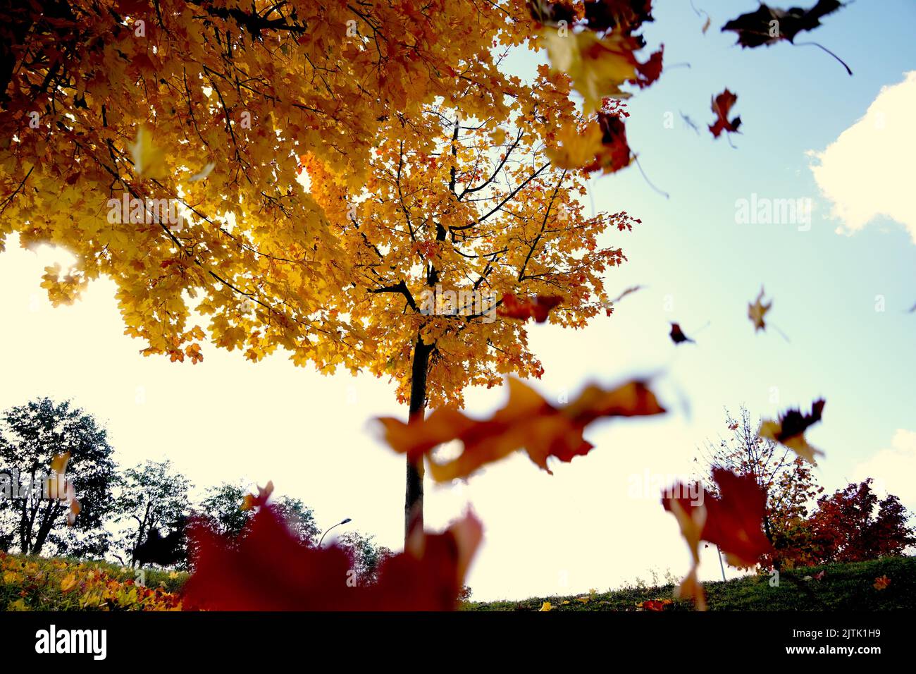 Let it Fall Stock Photo - Alamy