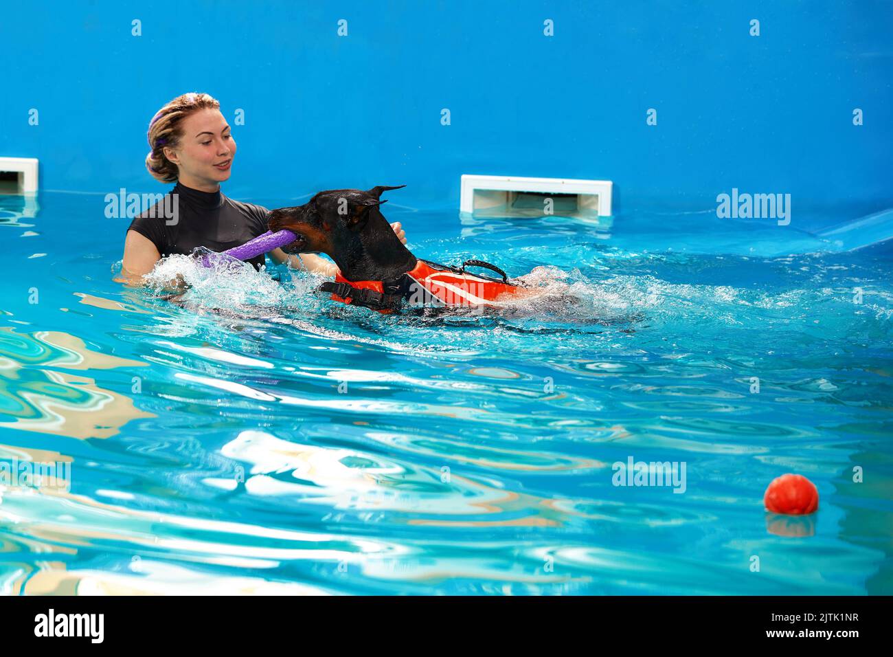 Dog trainer at the swimming pool, teaching the dog to swim Stock Photo ...