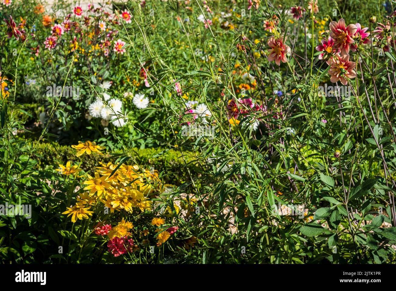 Beautiful summer flowers in the Hôtel de Sens garden, a formal garden ...