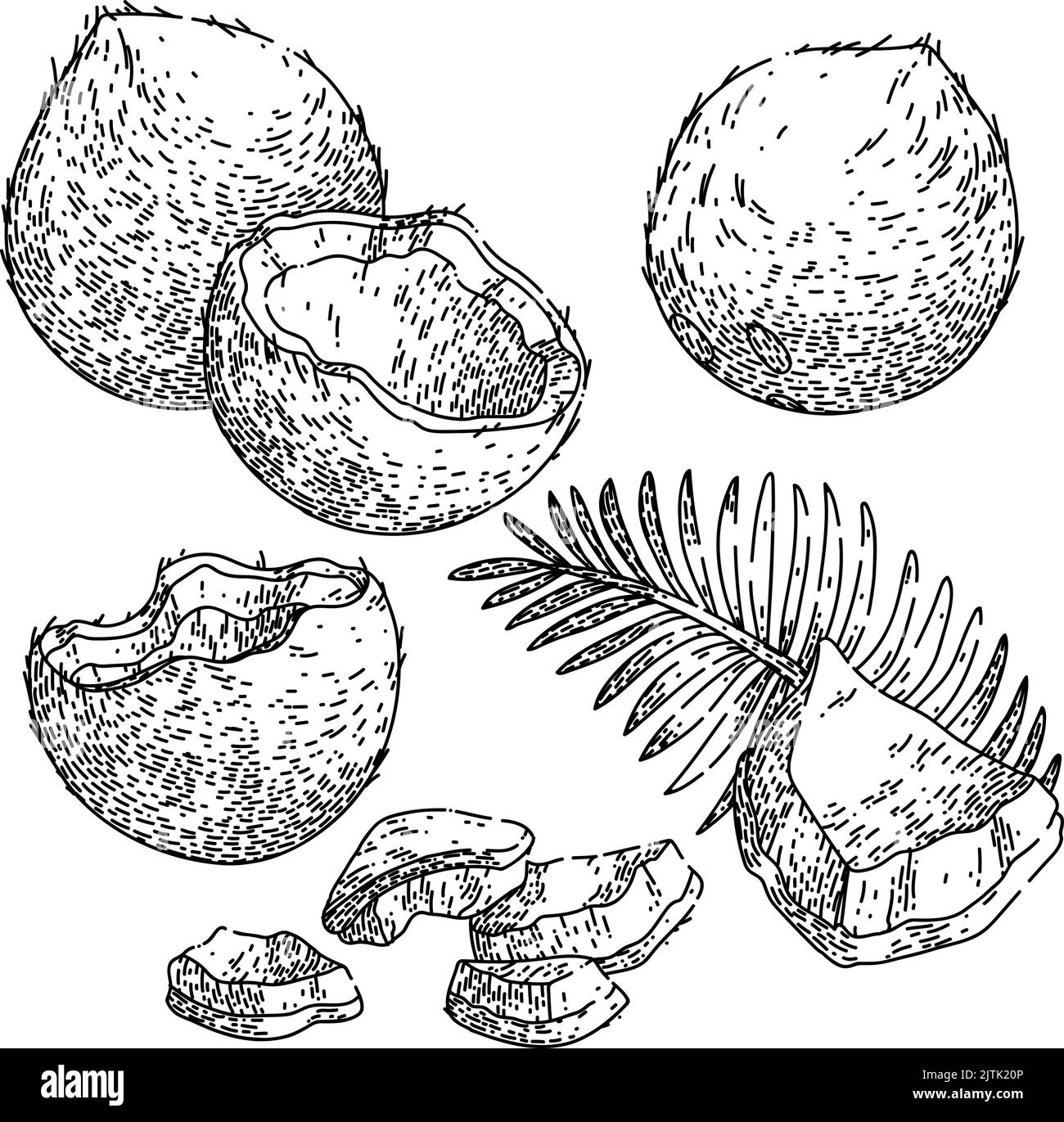 coconut coco milk fruit set sketch hand drawn vector Stock Vector Image ...
