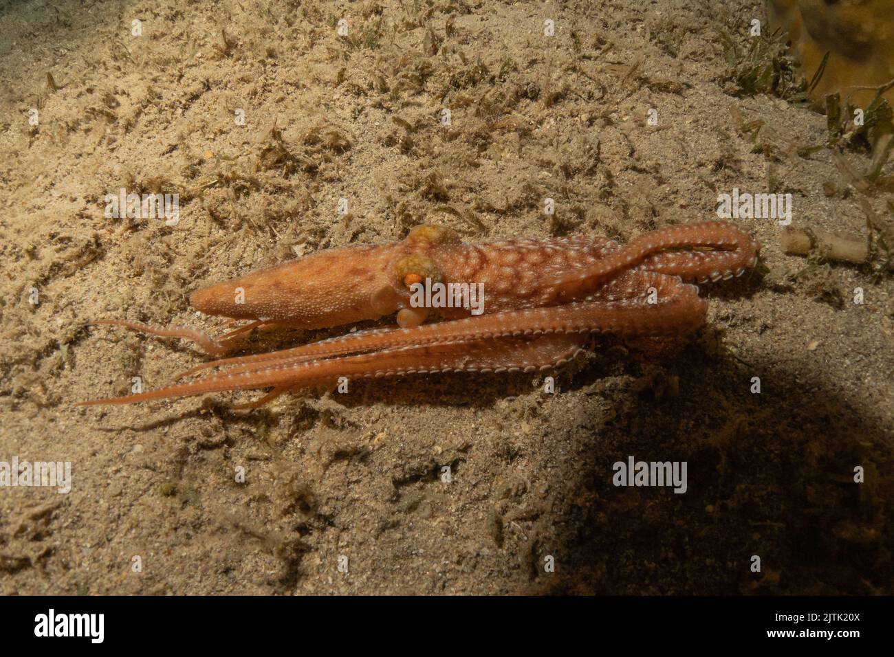 Octopus king of camouflage in the Red Sea, Eilat Israel Stock Photo - Alamy