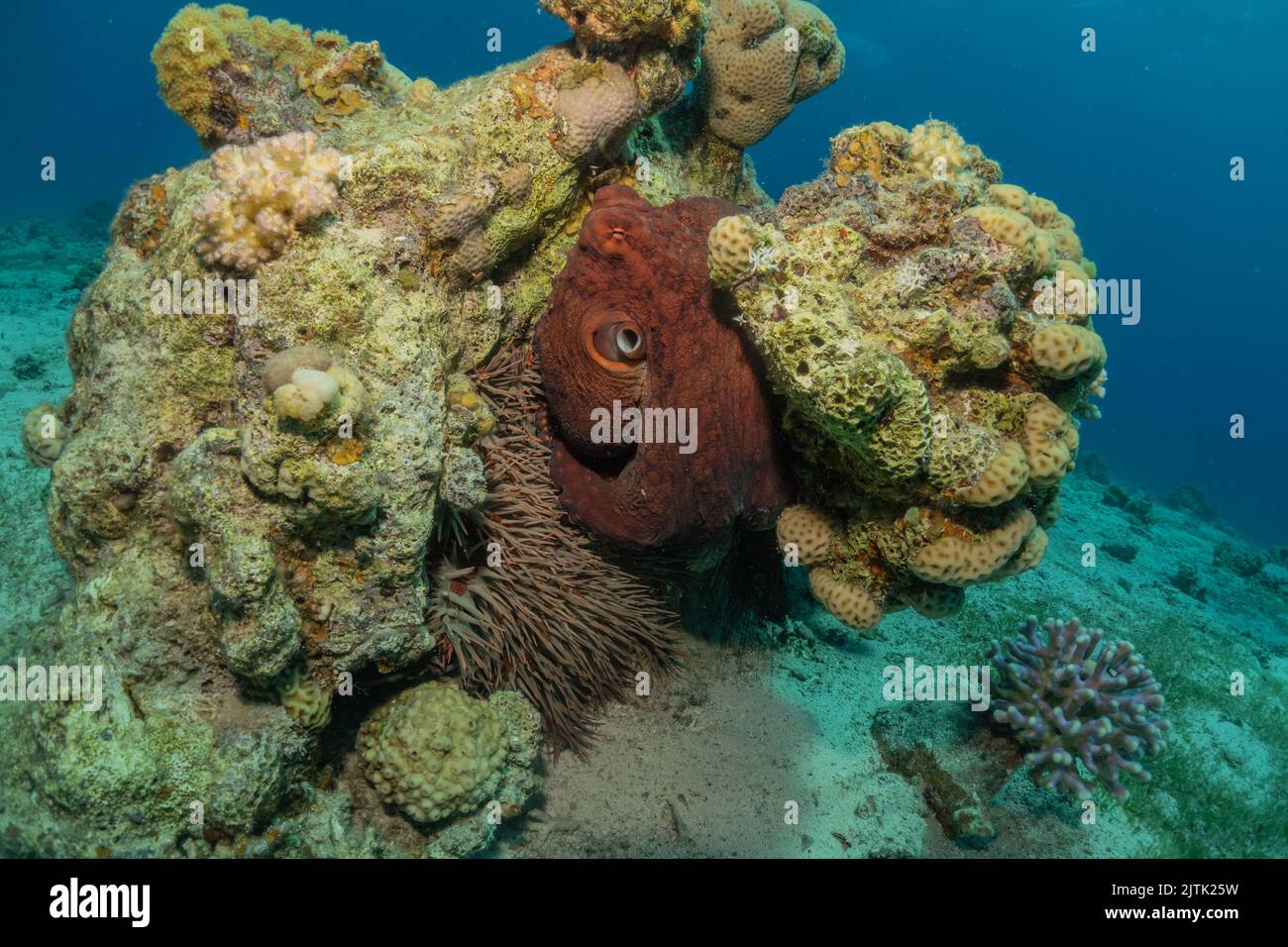 Octopus king of camouflage in the Red Sea, Eilat Israel Stock Photo - Alamy