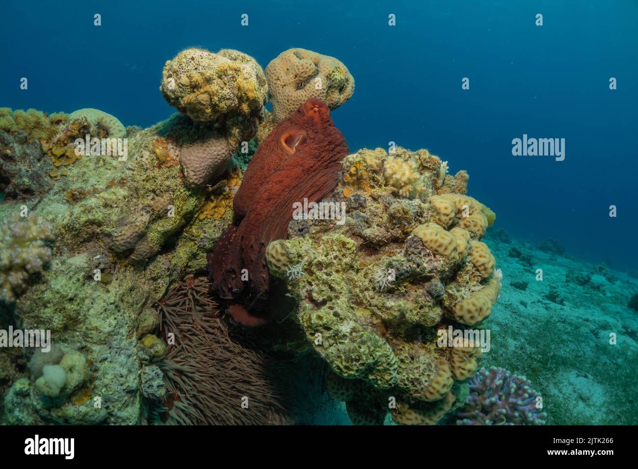 Octopus king of camouflage in the Red Sea, Eilat Israel Stock Photo - Alamy