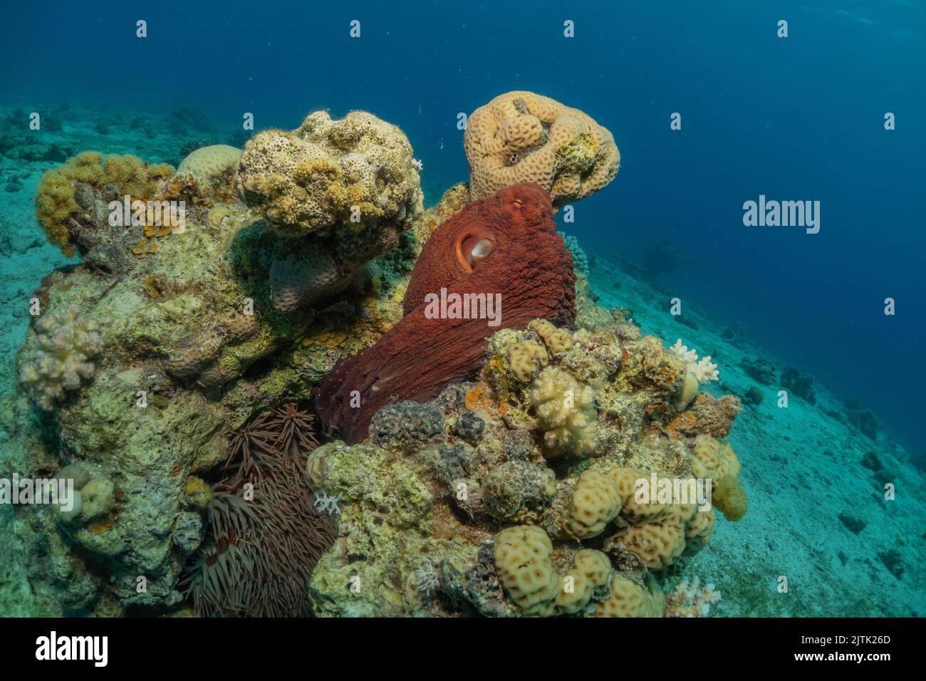 Octopus king of camouflage in the Red Sea, Eilat Israel Stock Photo - Alamy