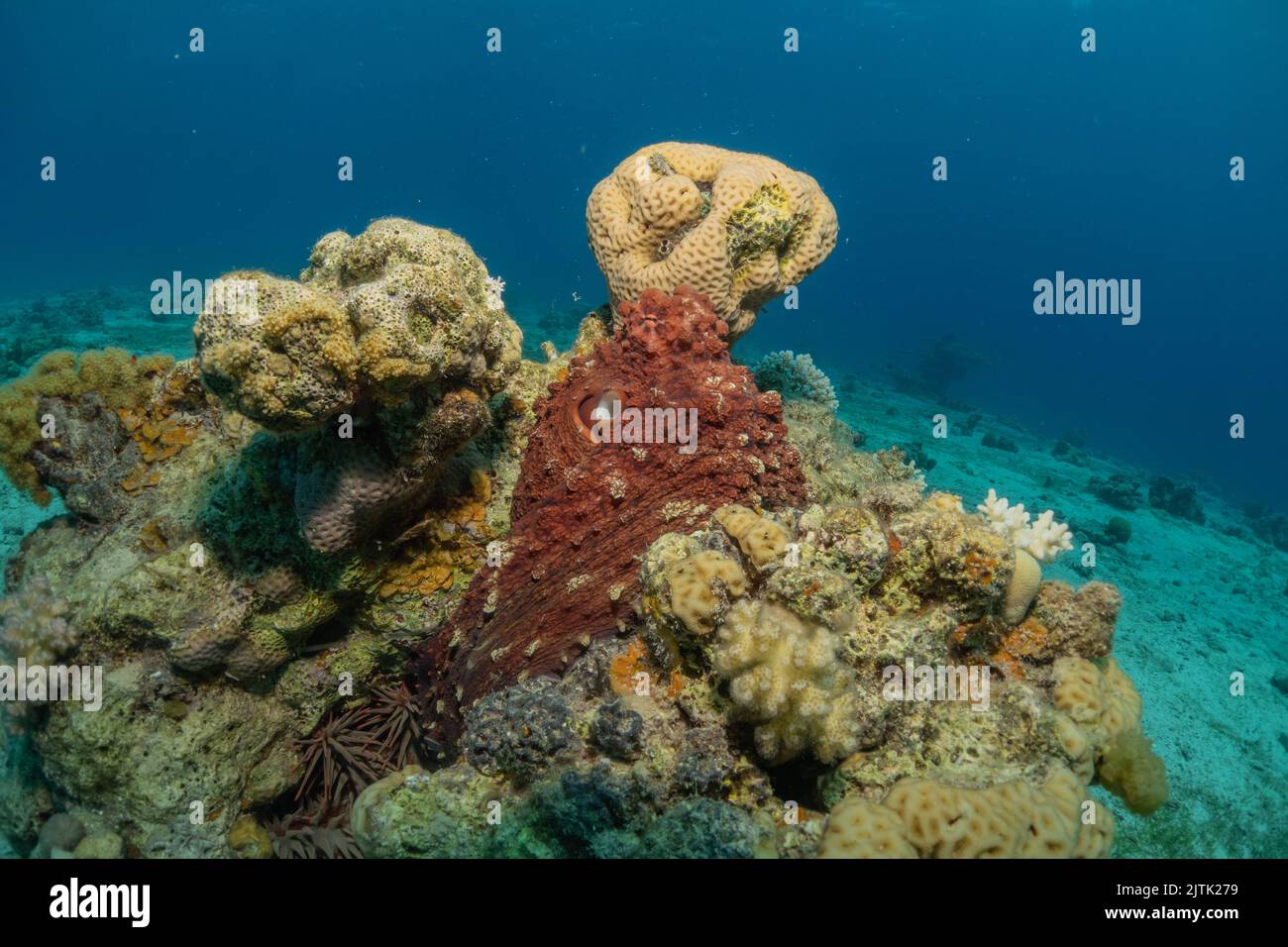 Octopus king of camouflage in the Red Sea, Eilat Israel Stock Photo - Alamy