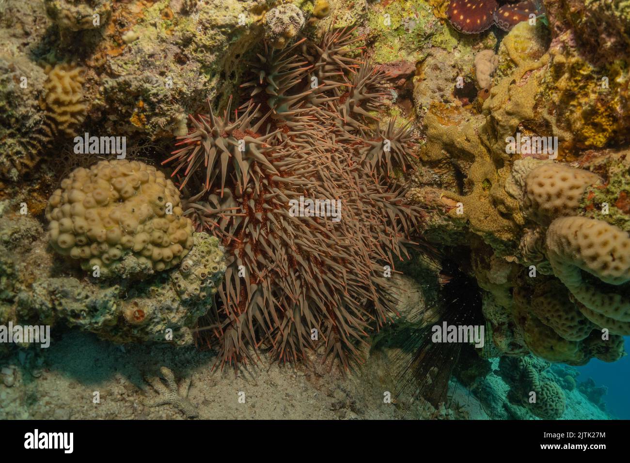 Coral reef and water plants in the Red Sea, Eilat Israel Stock Photo ...