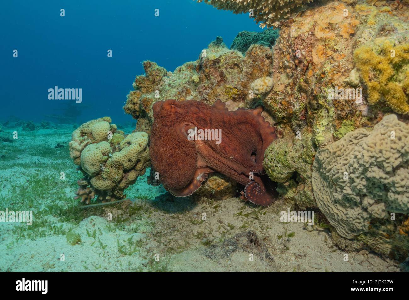 Octopus king of camouflage in the Red Sea, Eilat Israel Stock Photo - Alamy
