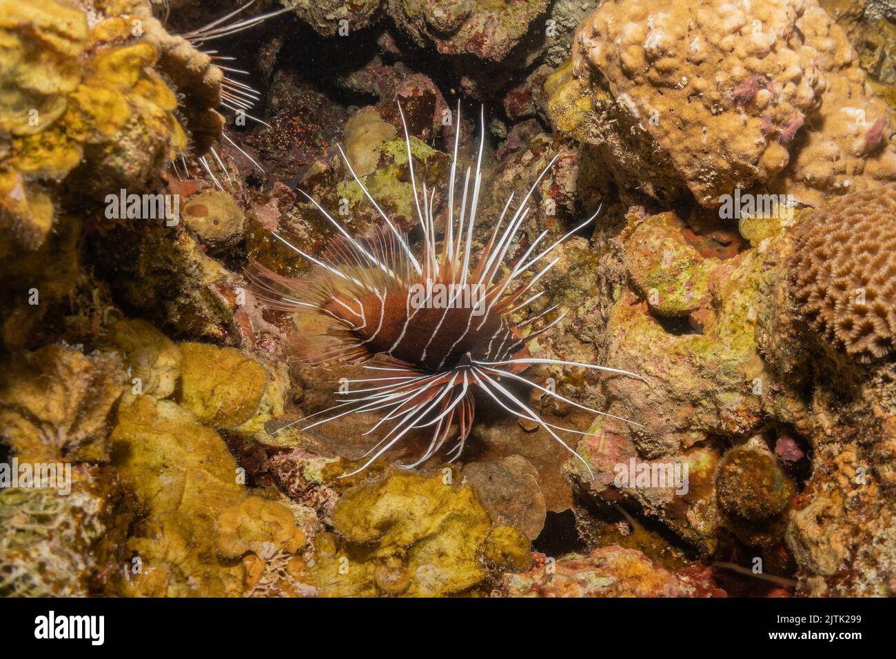 Lionfish in the Red Sea colorful fish, Eilat Israel Stock Photo - Alamy