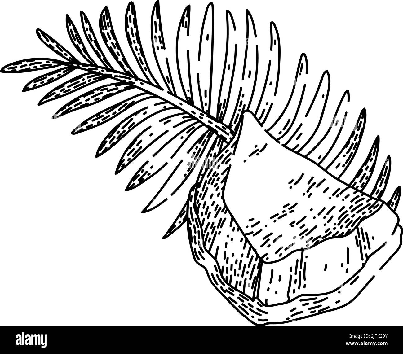 coconut fruit sketch hand drawn vector Stock Vector Image & Art - Alamy