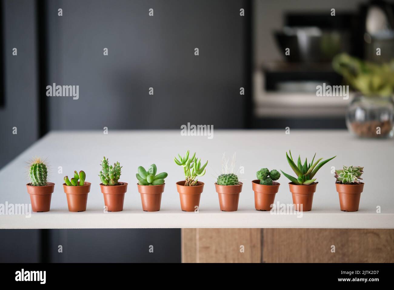 Tylecodon hi-res stock photography and images - Alamy