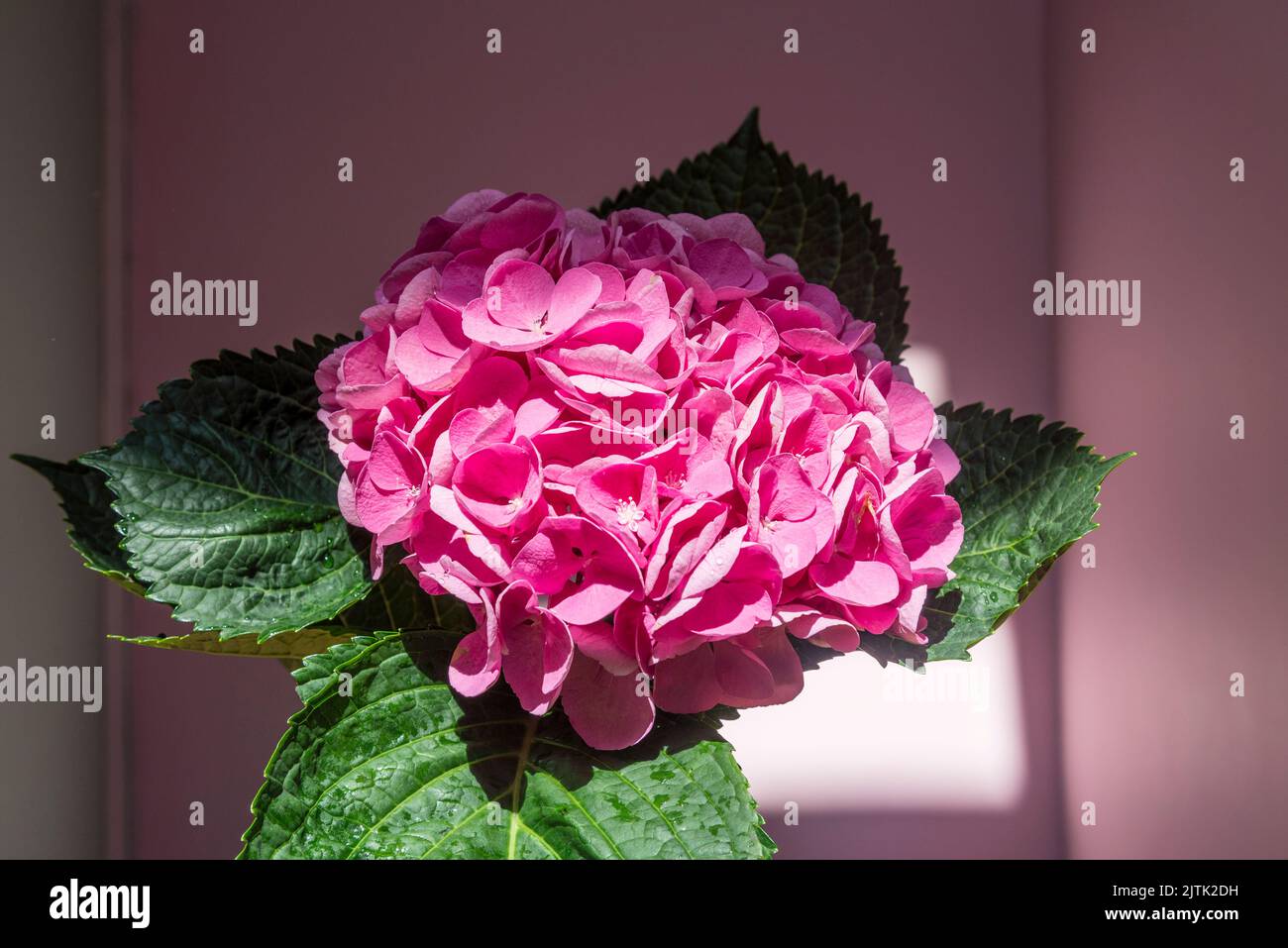 Single hydrangea flower Stock Photo - Alamy