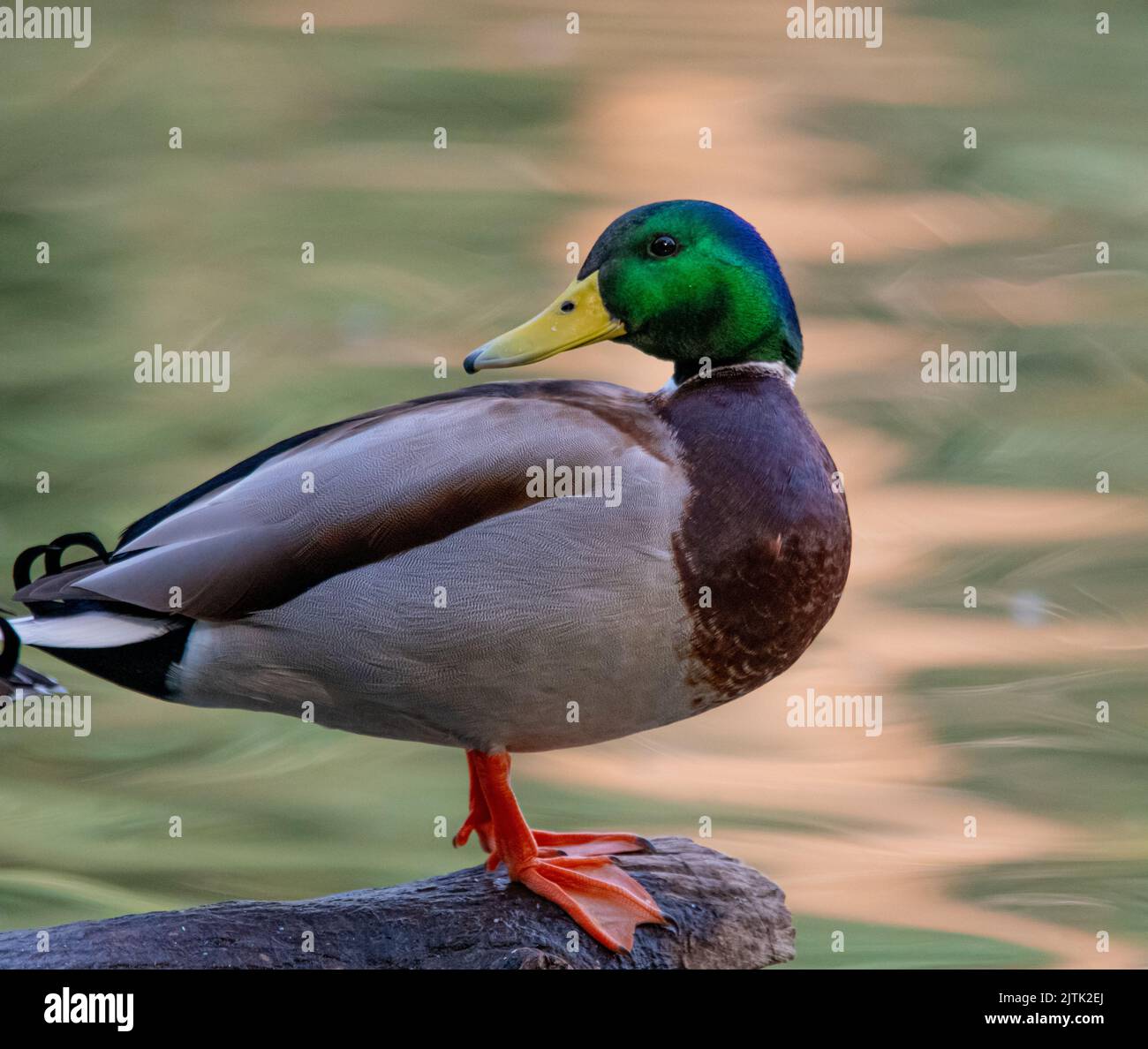 Male mallard duck (Anas Platyrhynchos) looking over its shoulder on the ...