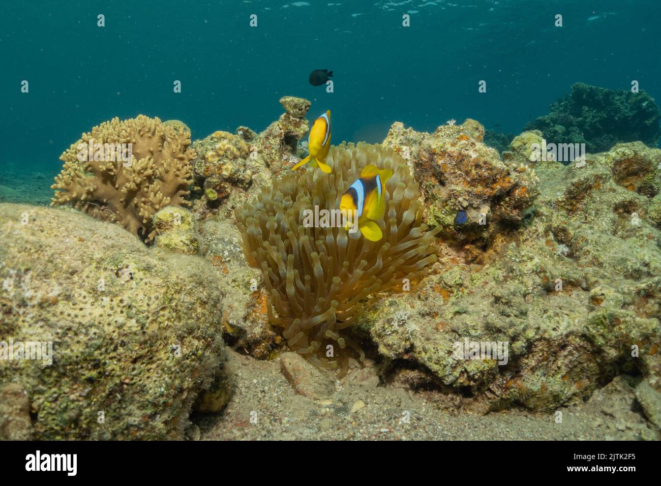 Coral reef and water plants in the Red Sea, Eilat Israel Stock Photo - Alamy