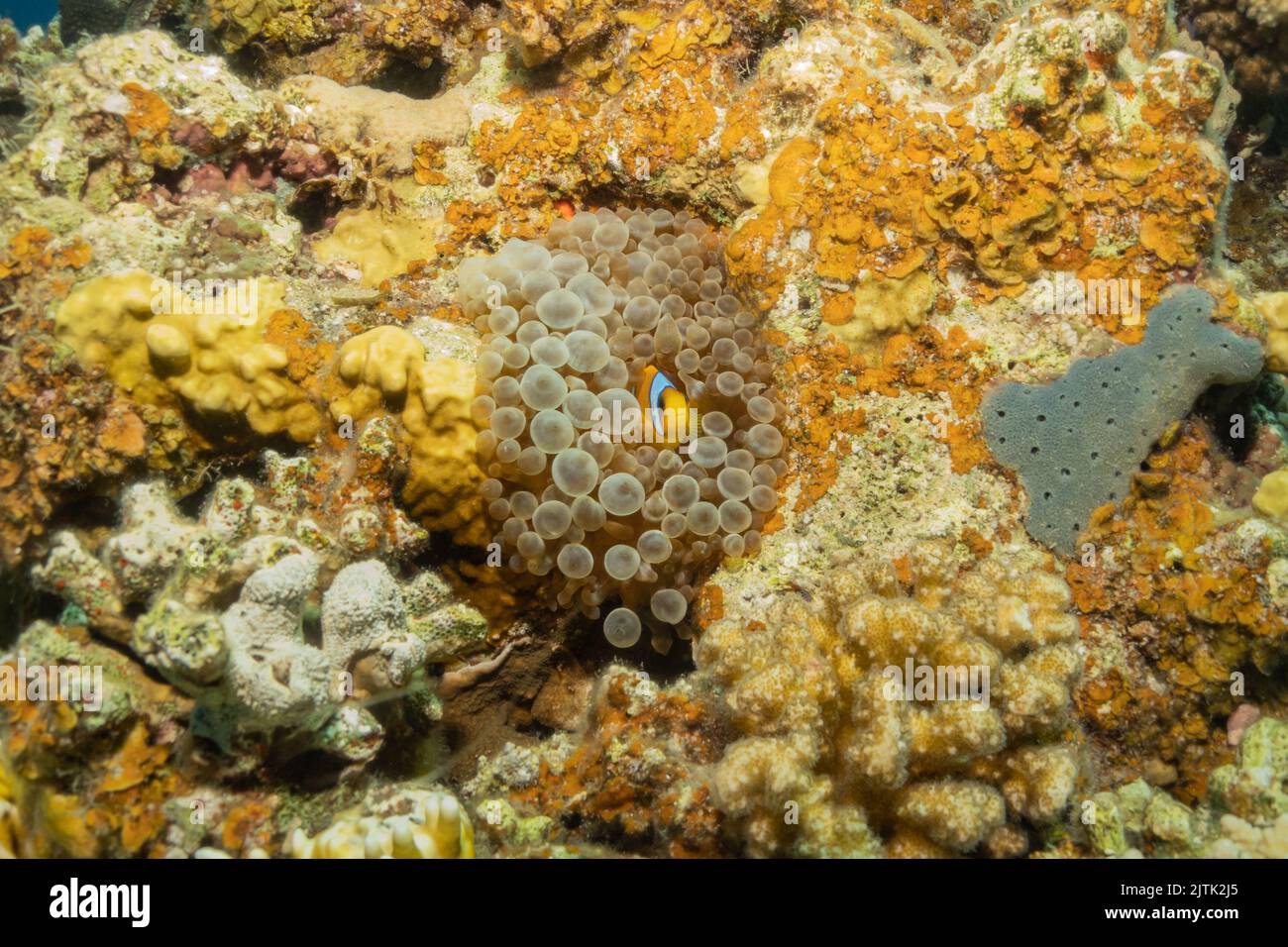 Coral reef and water plants in the Red Sea, Eilat Israel Stock Photo ...