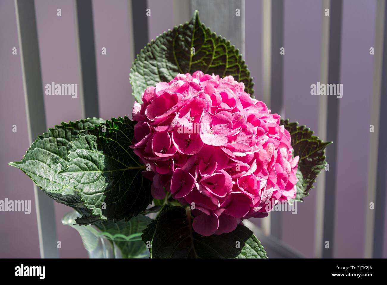 Cut flower foliage hi-res stock photography and images - Alamy