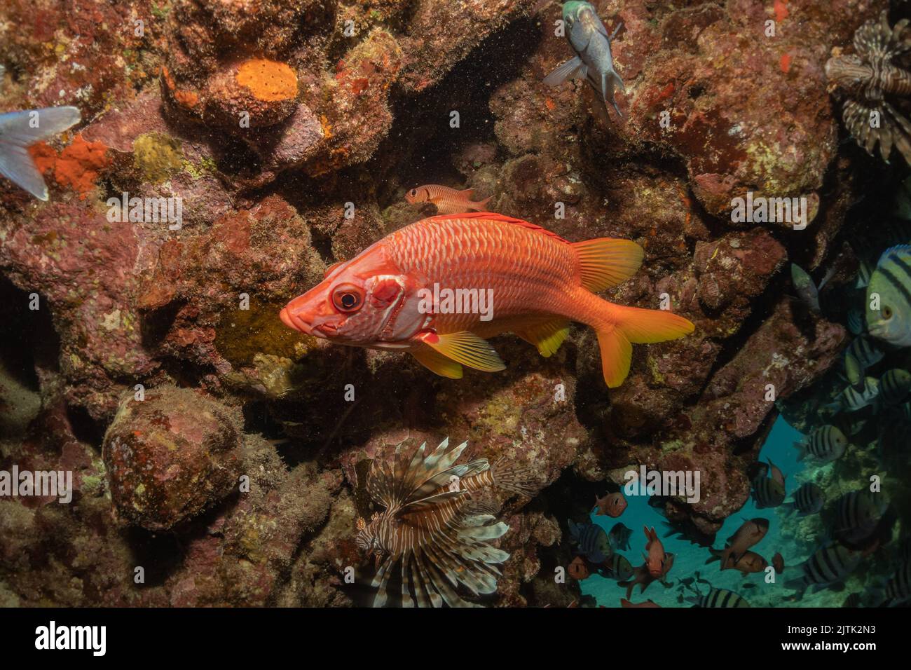 Fish swimming in the Red Sea, colorful fish, Eilat Israel Stock Photo ...