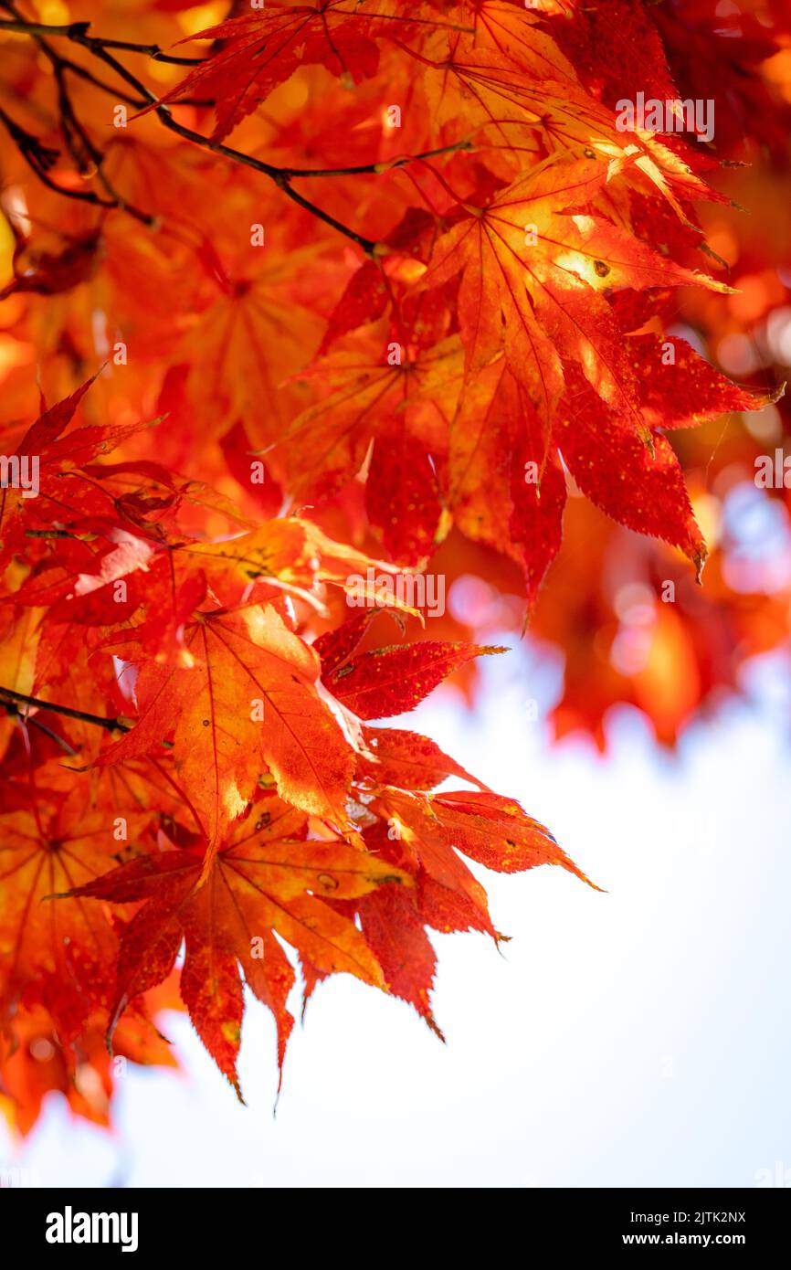 A Japanese maple tree leaves in Autumn Stock Photo - Alamy