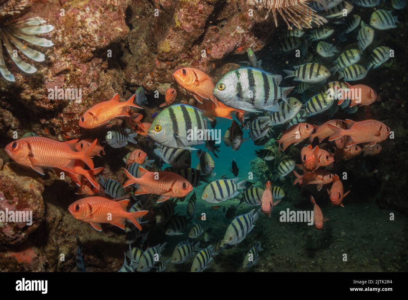 Fish swimming in the Red Sea, colorful fish, Eilat Israel Stock Photo ...