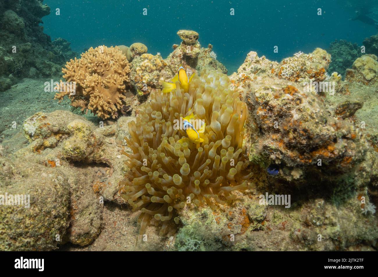 Coral reef and water plants in the Red Sea, Eilat Israel Stock Photo ...