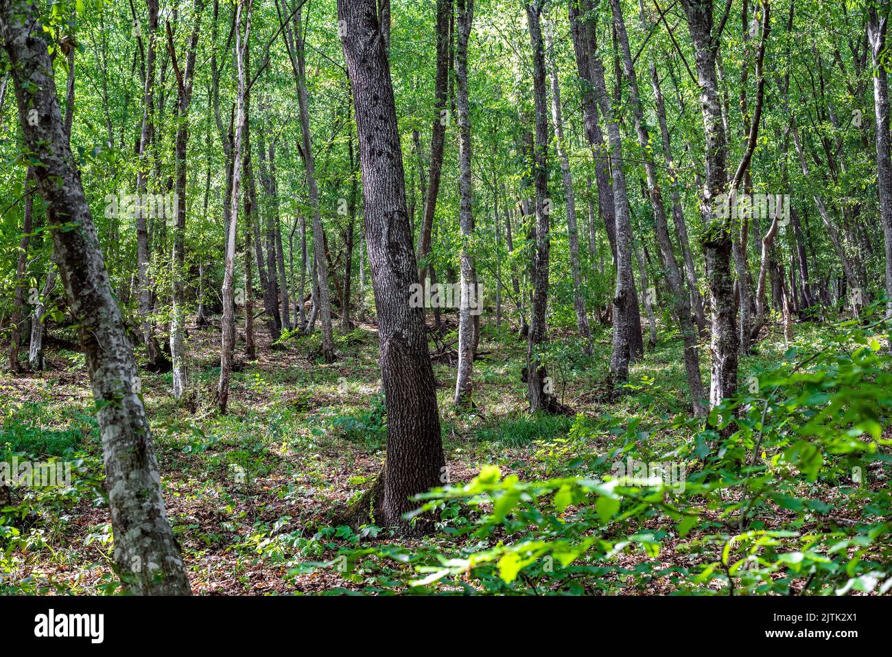 The tree trunks captured in a dense forest in daylight Stock Photo - Alamy