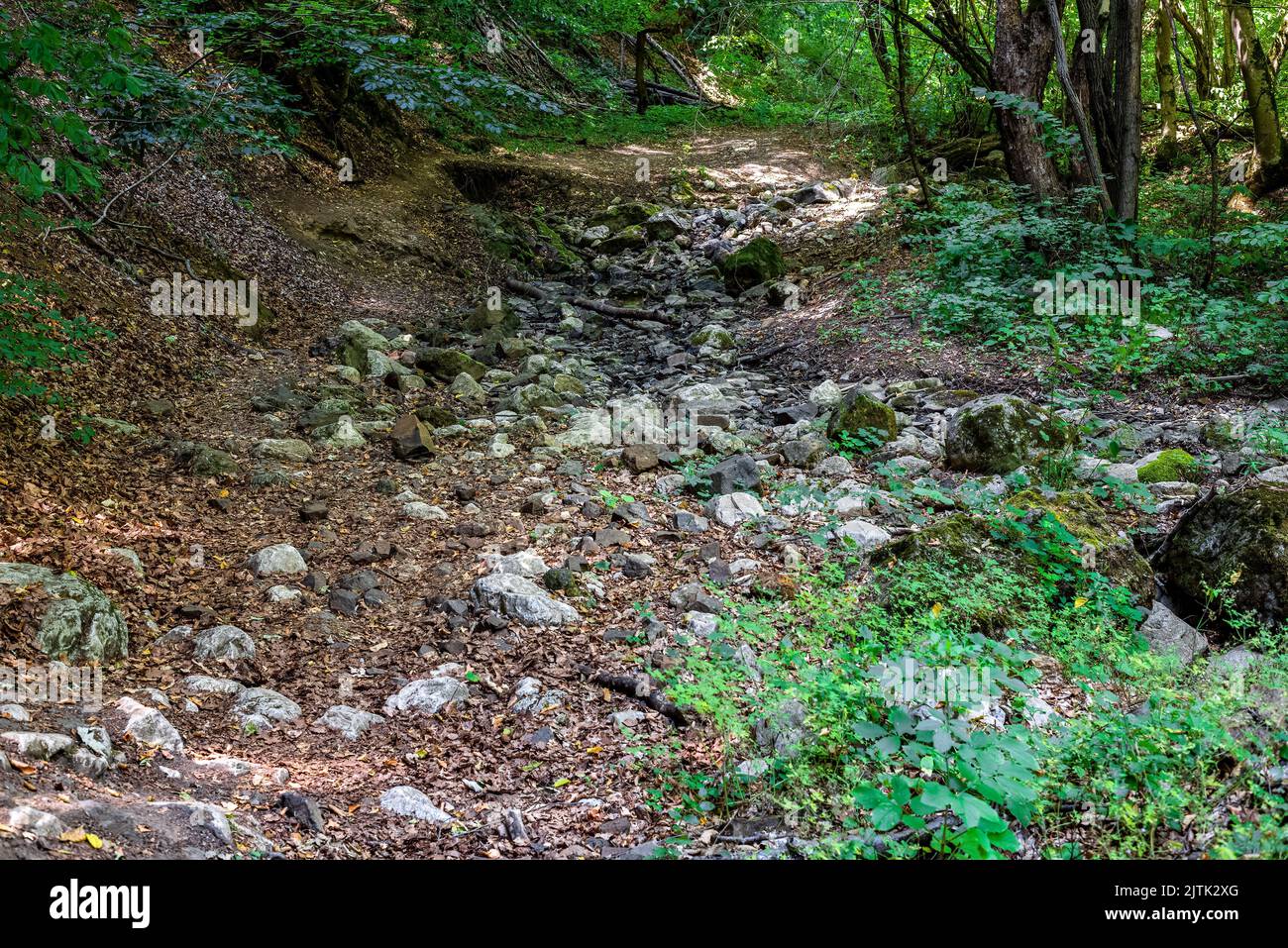 Forest path leading uphill hi-res stock photography and images - Alamy