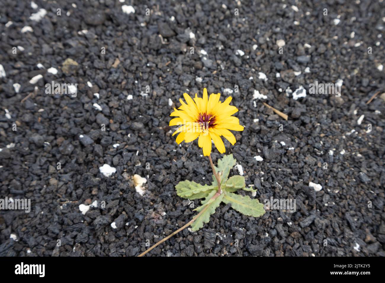 Lava flower hi-res stock photography and images - Alamy