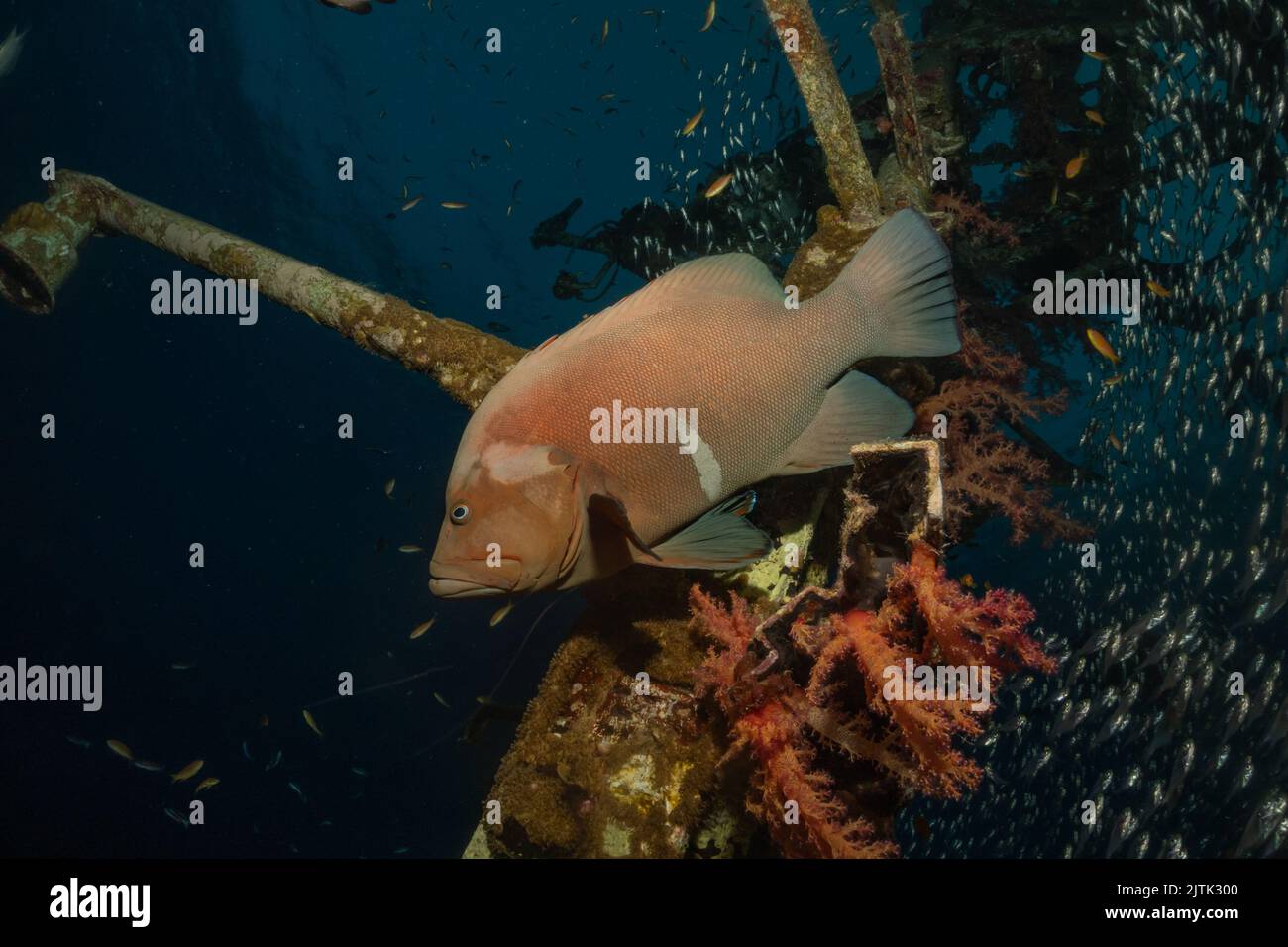 Fish swimming in the Red Sea, colorful fish, Eilat Israel Stock Photo ...
