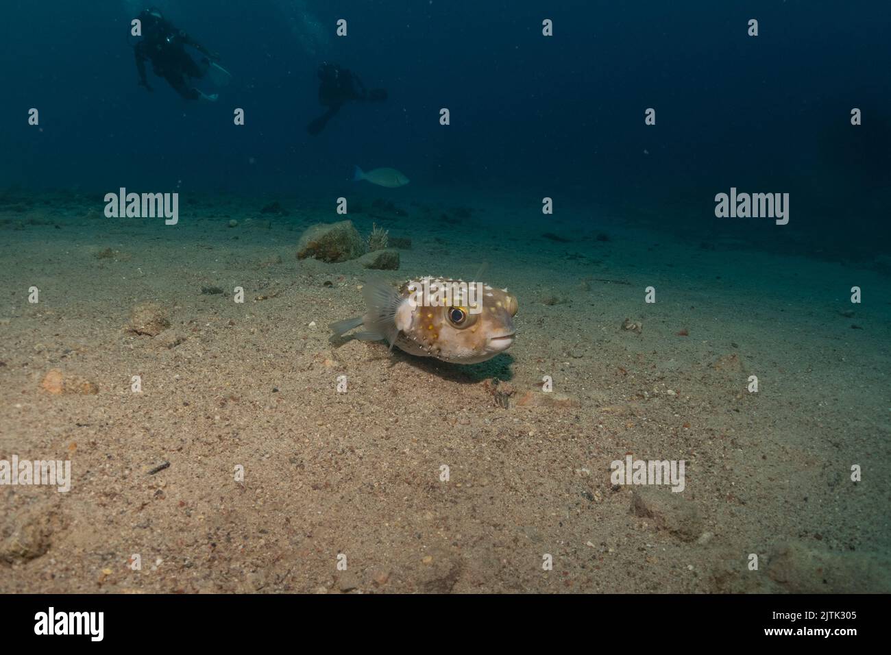Fish swimming in the Red Sea, colorful fish, Eilat Israel Stock Photo ...
